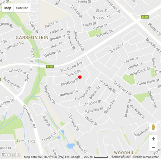 The African Penguin - Garsfontein, South Africa